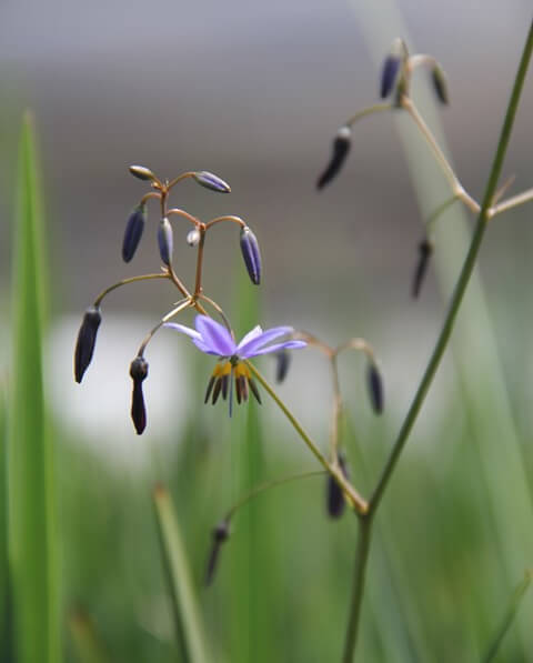 Dianella revoluta 'Little Rev' PP 17719 - Boething Treeland Farms
