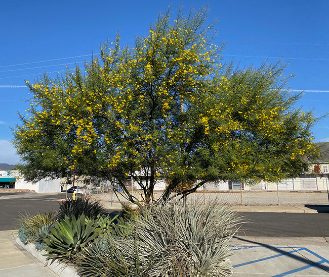 Cercidium hybrid (Parkinsonia) 'Desert Museum' - Boething Treeland Farms