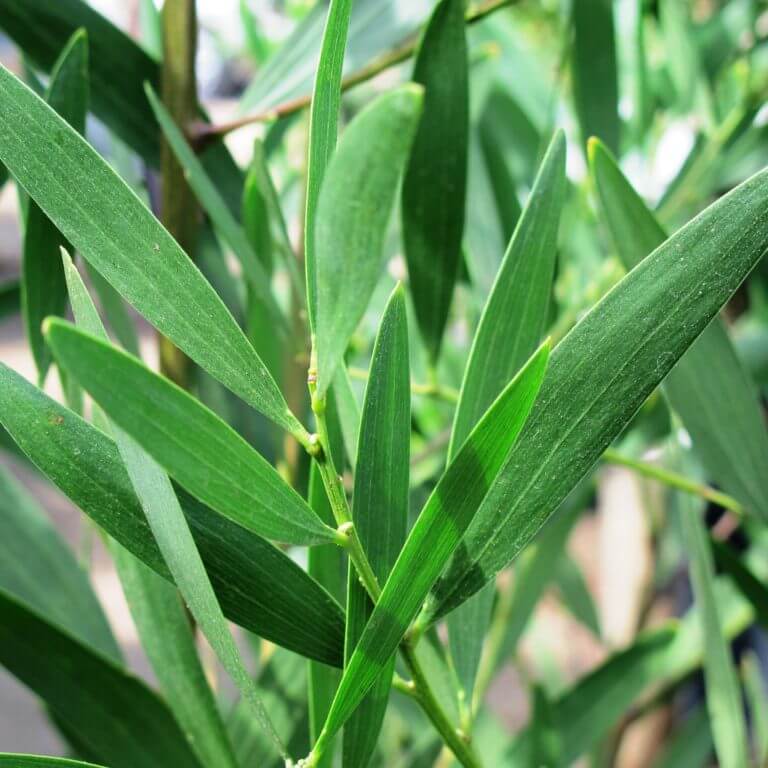 Multi Trunk - Boething Treeland Farms
