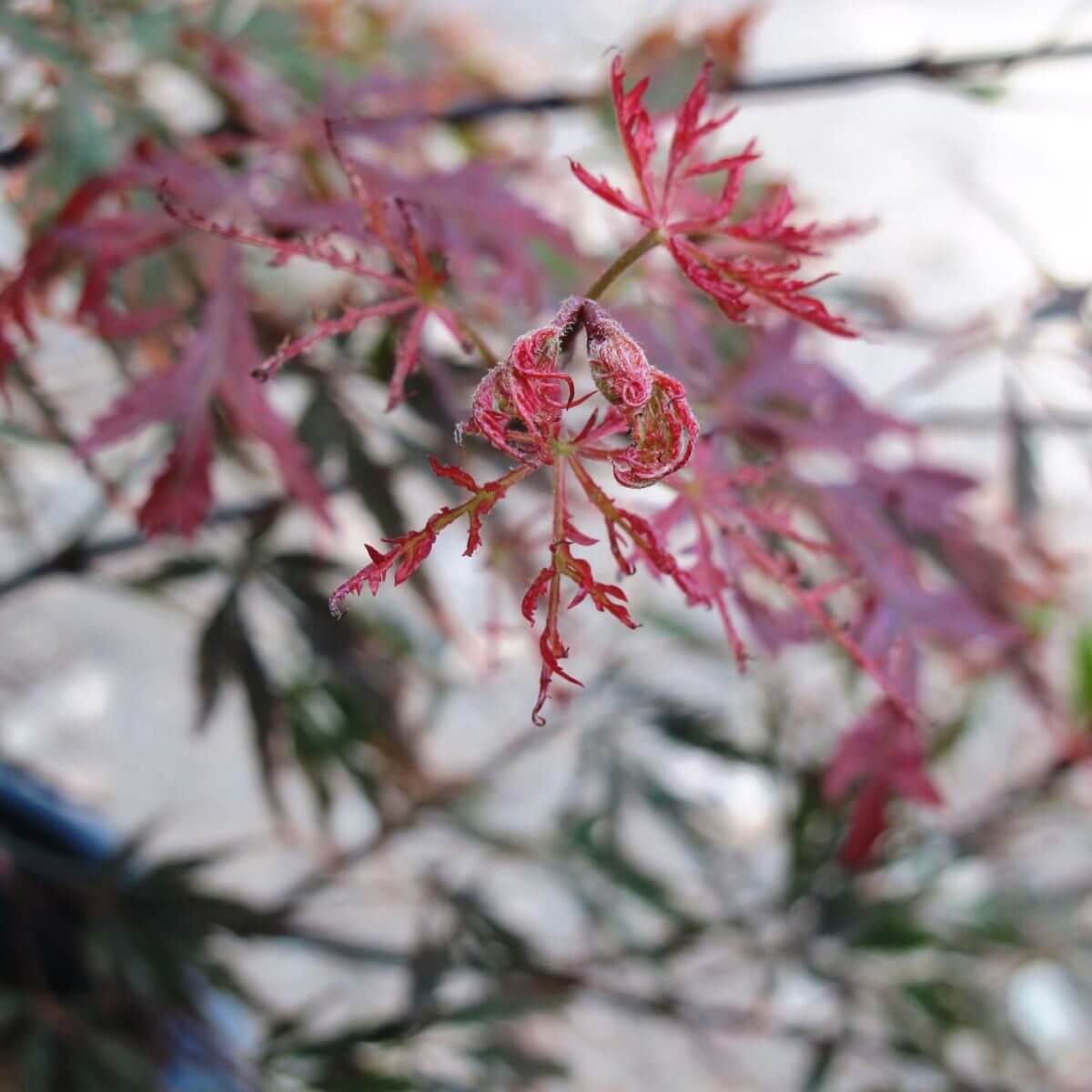 Natural Low Branching - Boething Treeland Farms