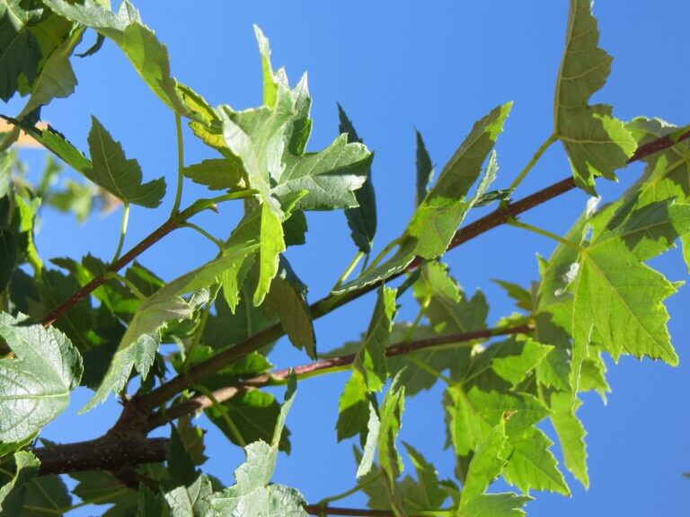 Acer rubrum 'Redpointe' ® - Boething Treeland Farms