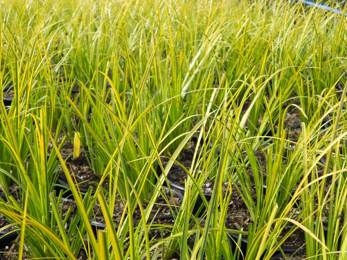 Acorus gramineus 'Ogon' - Boething Treeland Farms