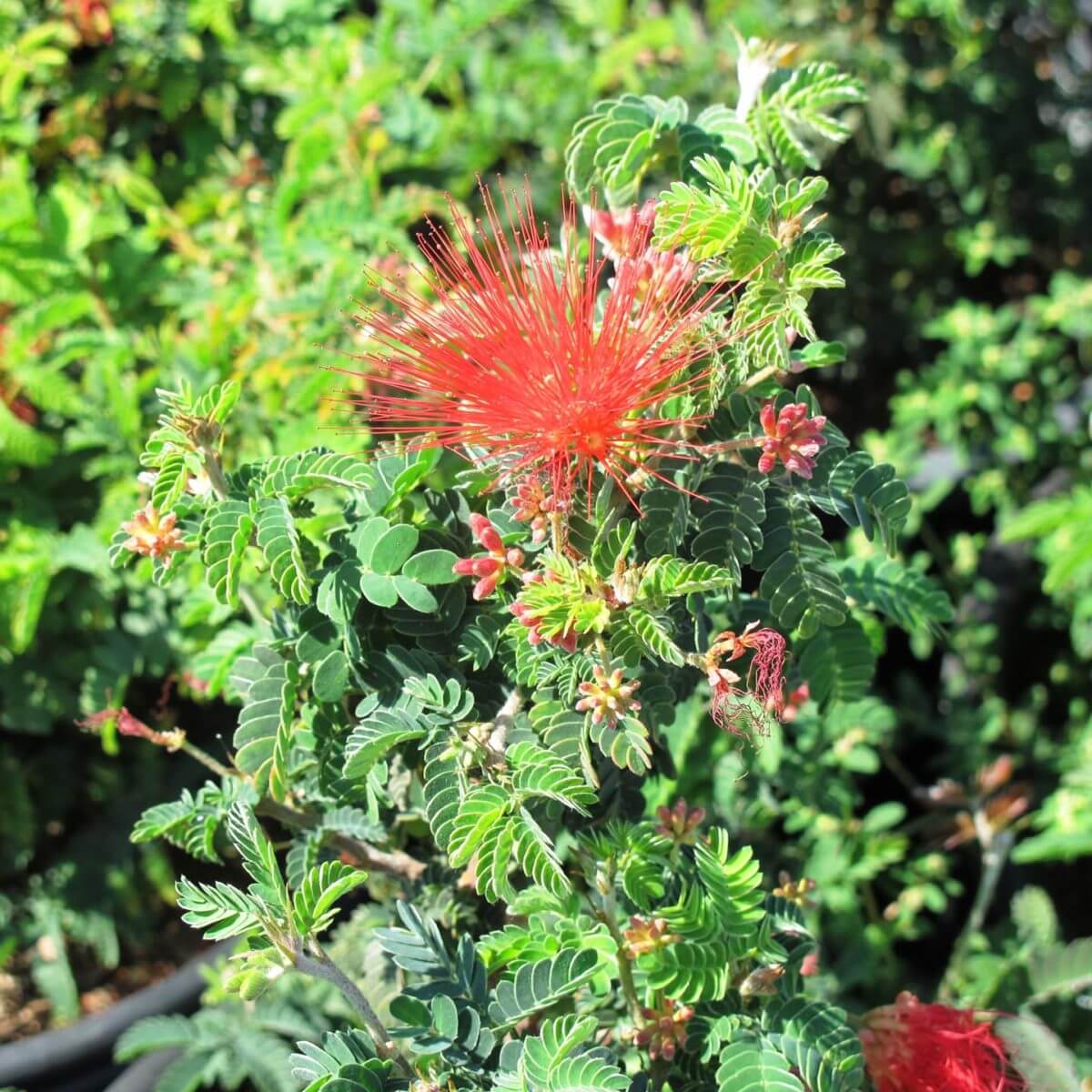 Red - Page 2 of 4 - Boething Treeland Farms