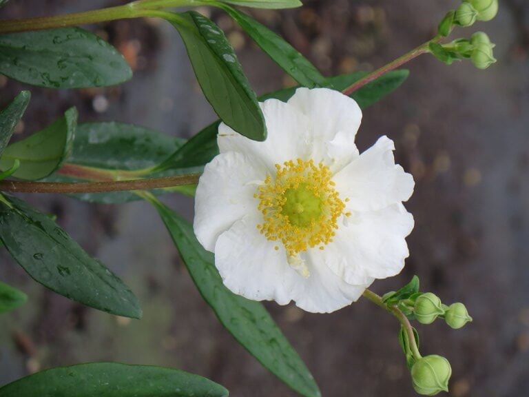 Carpenteria californica 'Elizabeth' - Boething Treeland Farms