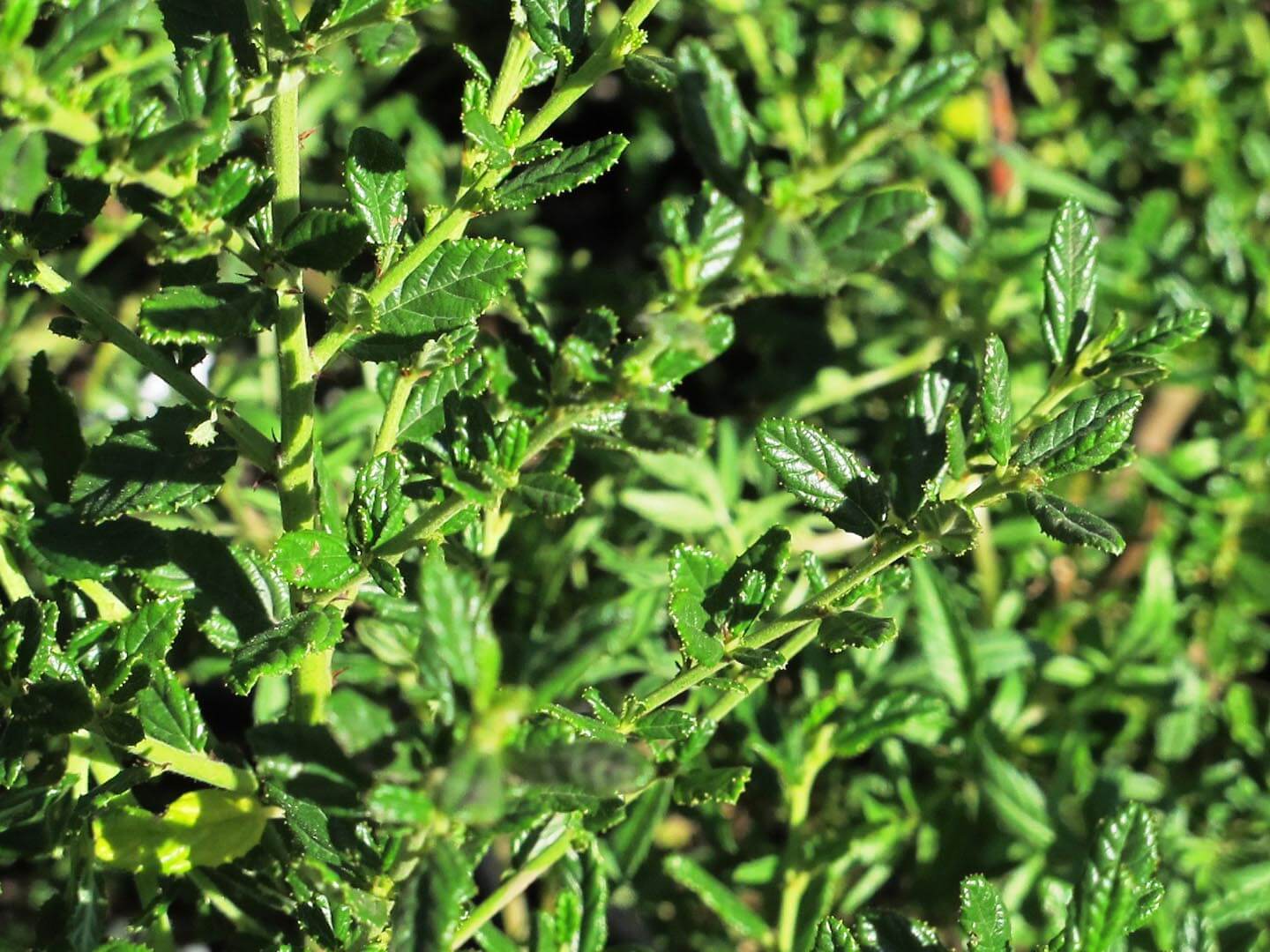 Ceanothus 'Concha' - Boething Treeland Farms