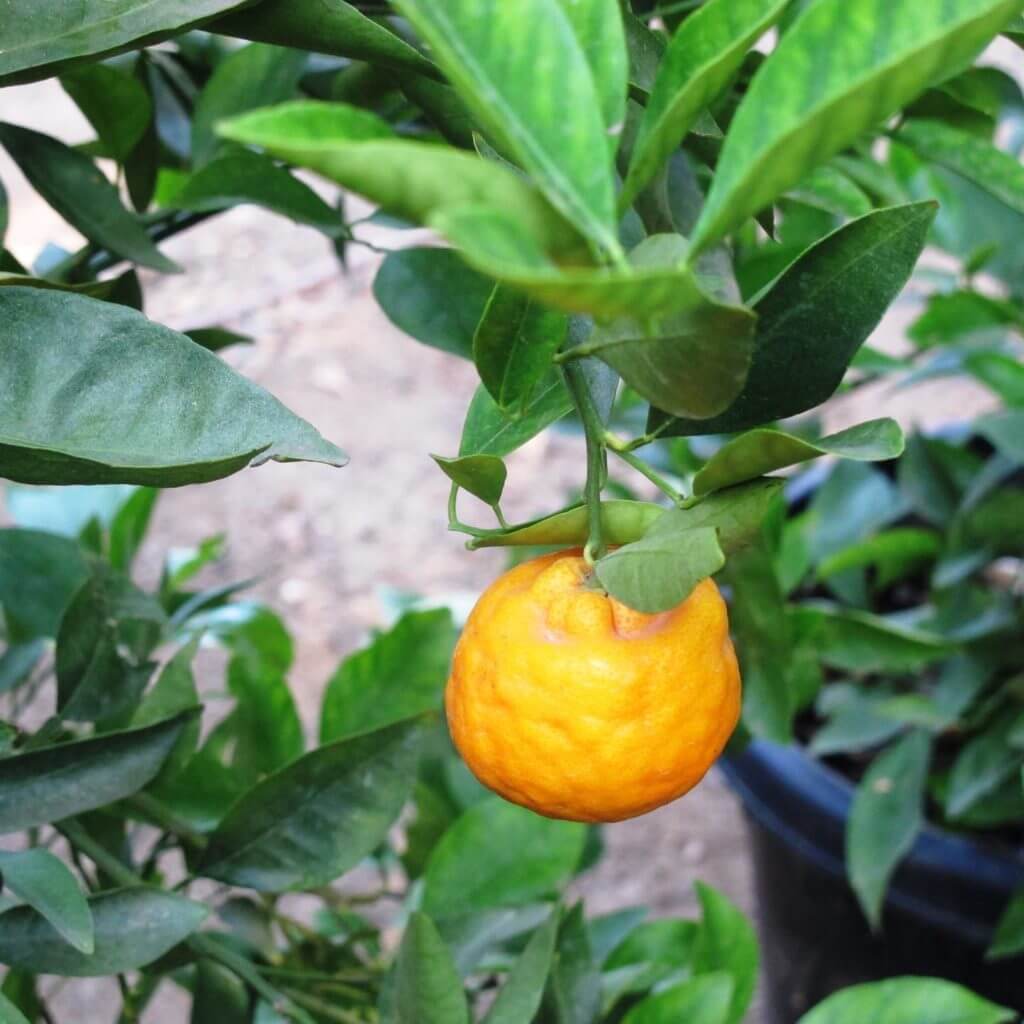 Fruits - Boething Treeland Farms