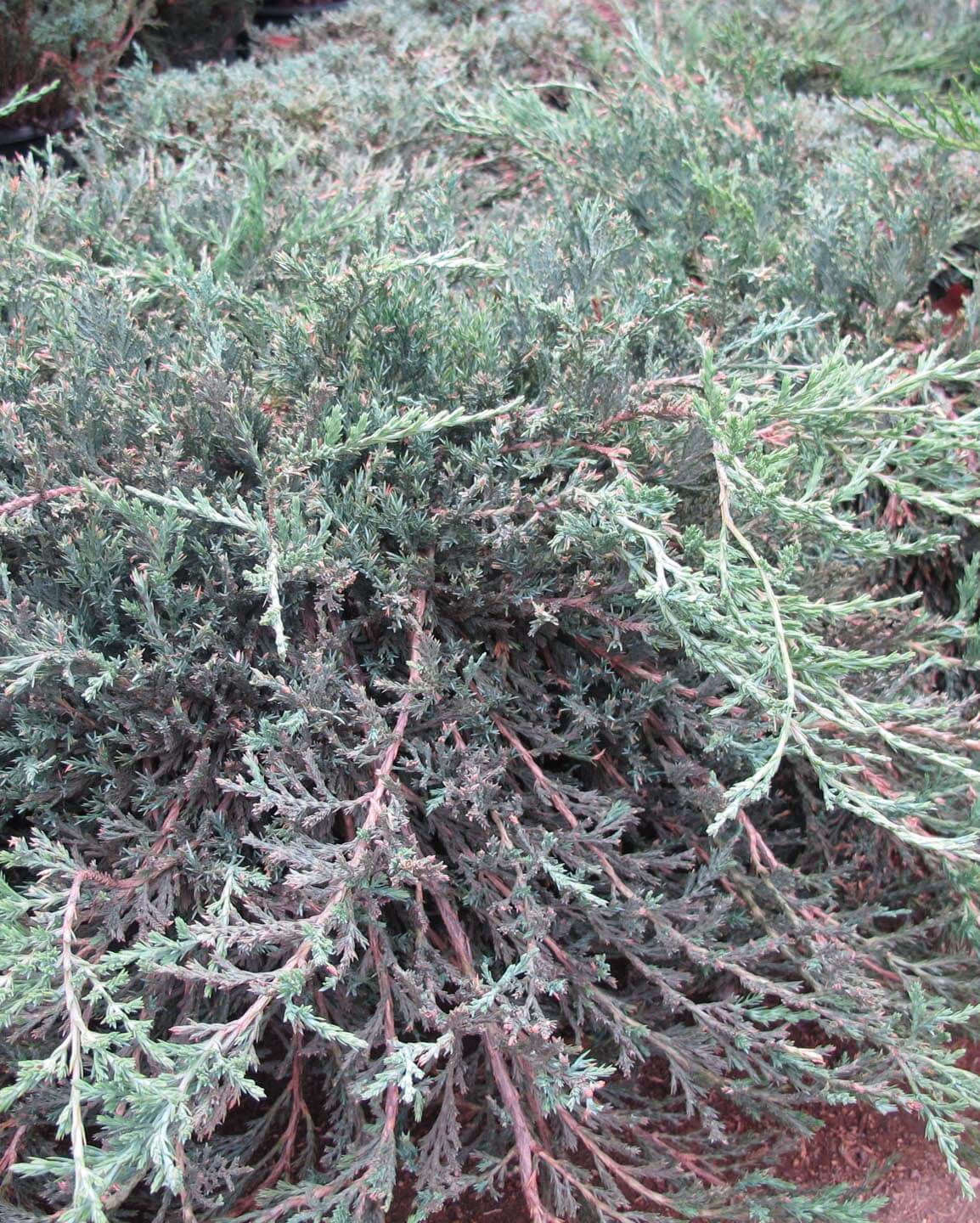 Juniperus sabina 'Buffalo' - Boething Treeland Farms
