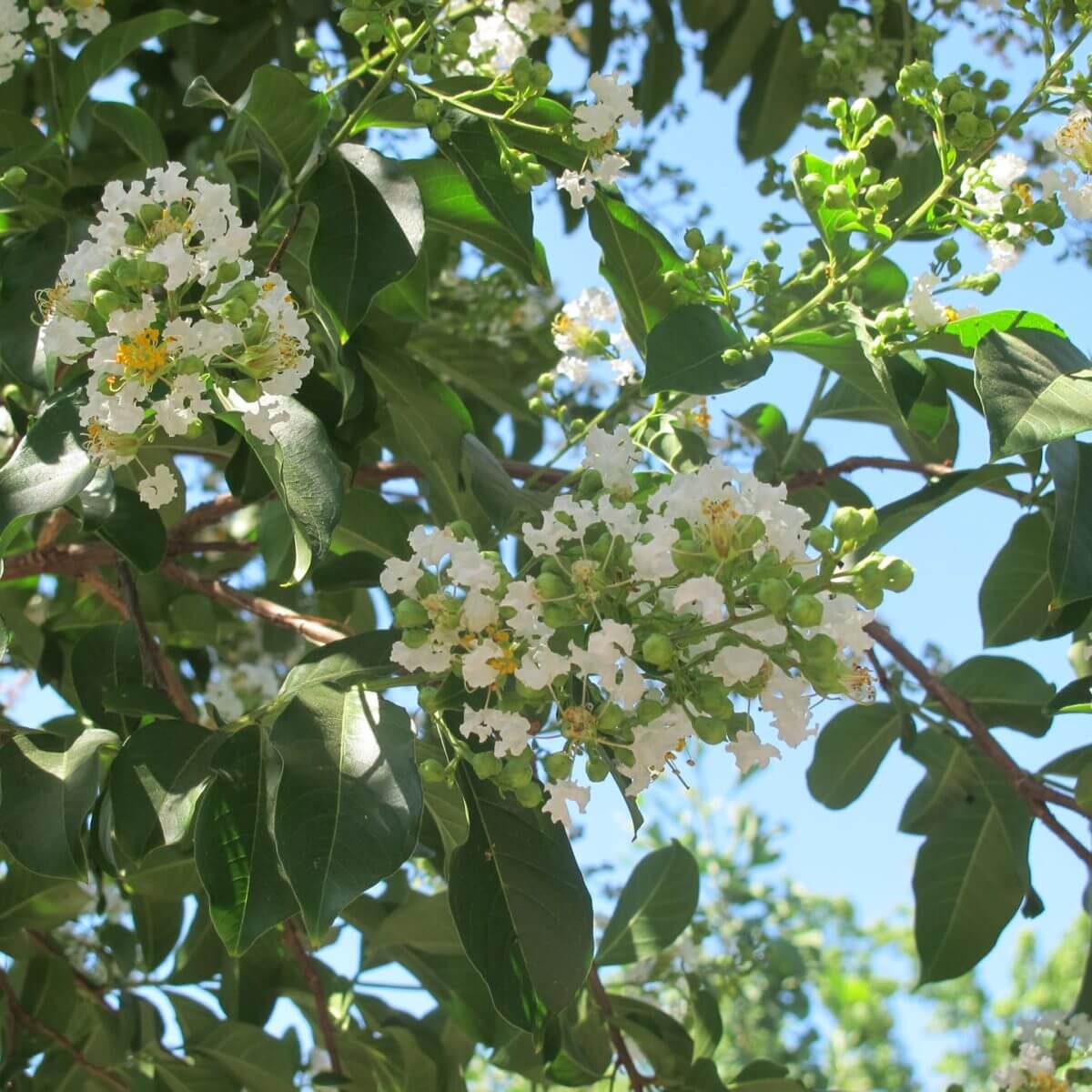 Trees - Page 5 of 10 - Boething Treeland Farms