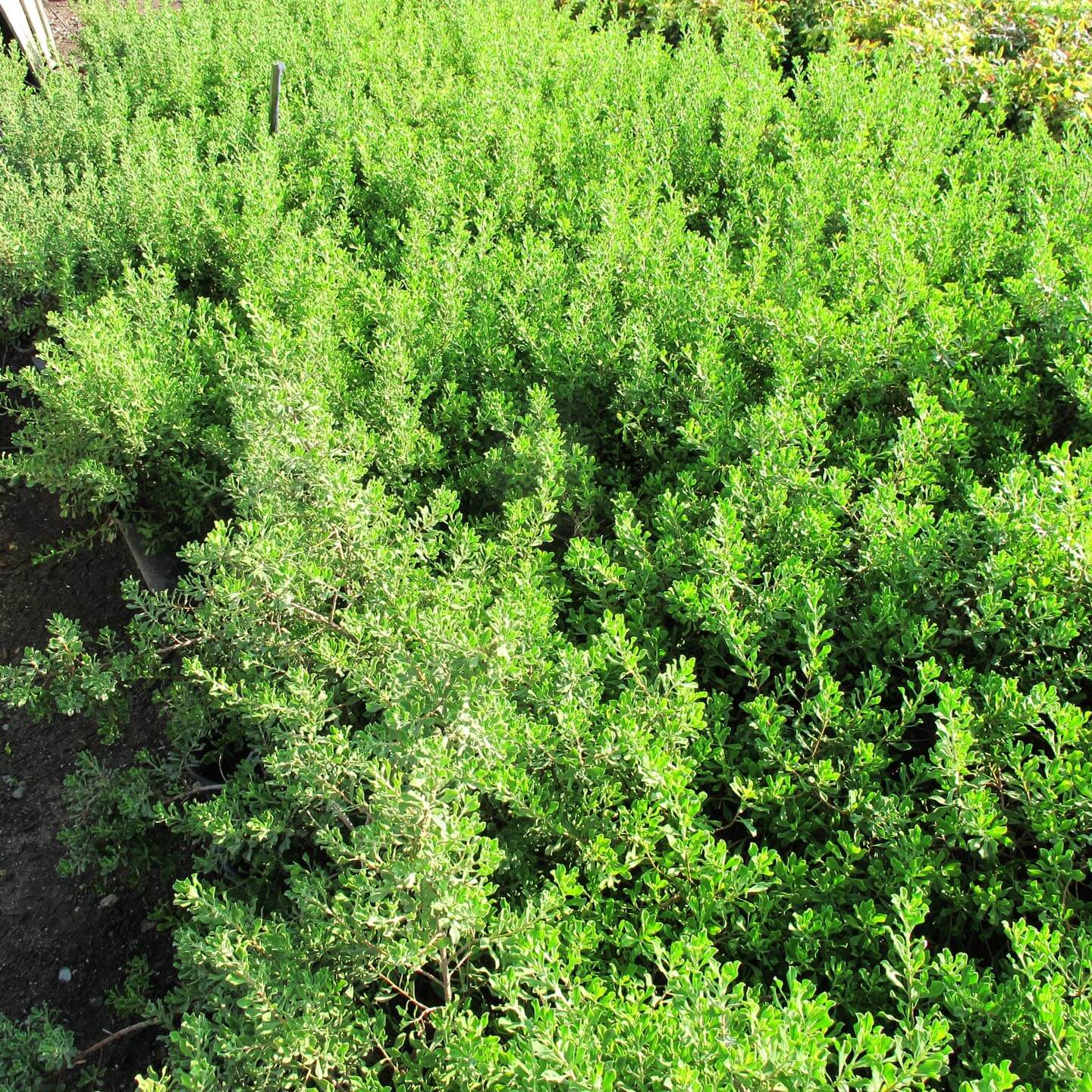 Leucophyllum langmaniae 'Braveheart' - Boething Treeland Farms