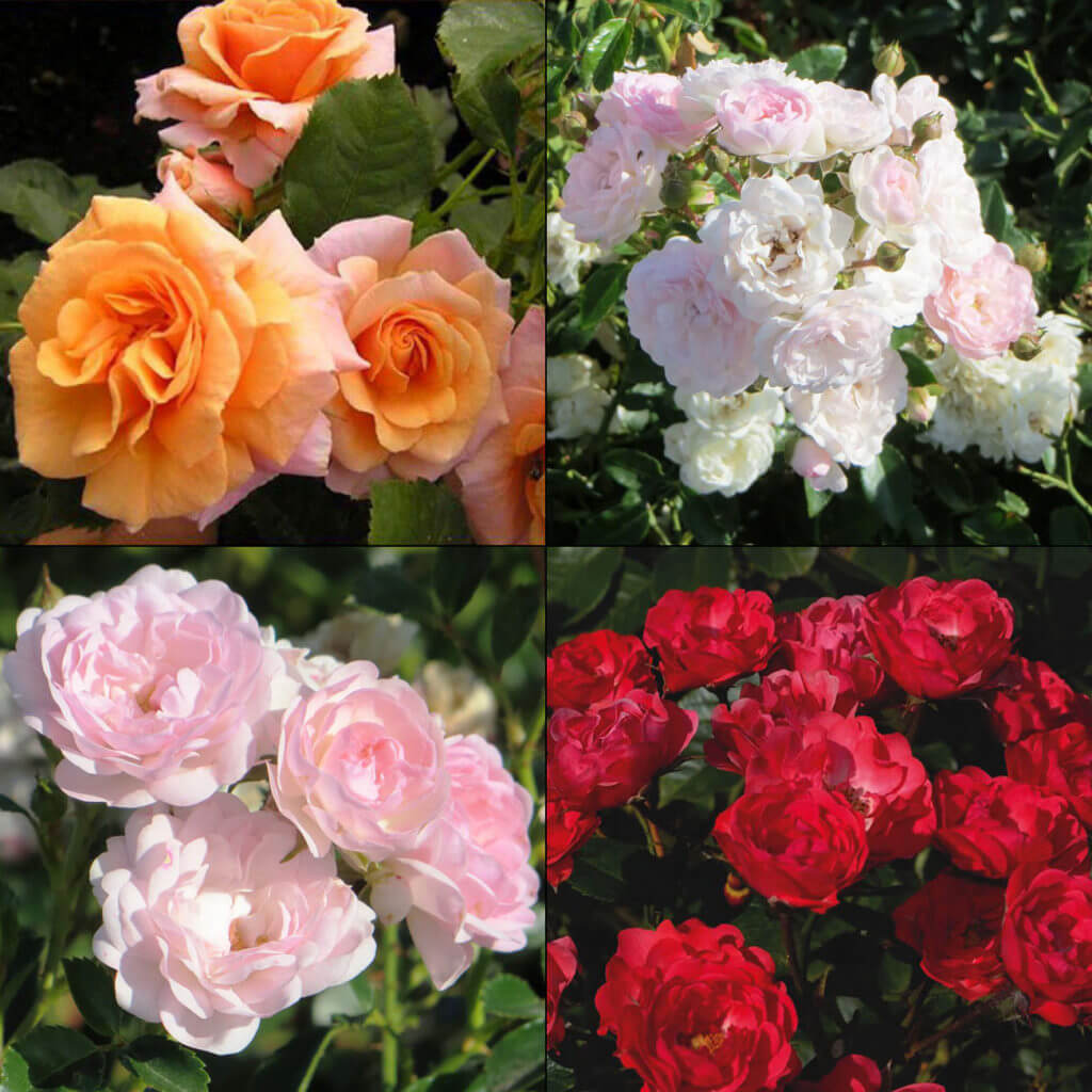 Roses - Boething Treeland Farms