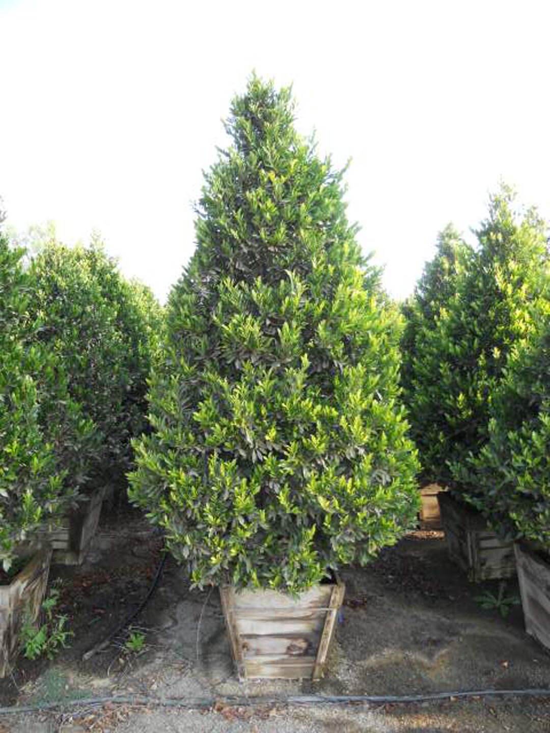 Prunus caroliniana - Boething Treeland Farms