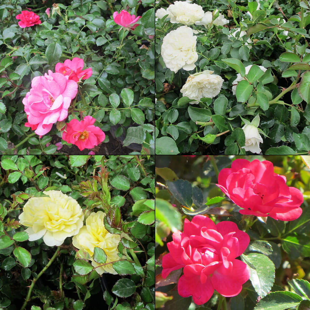 How To Plant Ground Cover Roses at Loretta Cyr blog