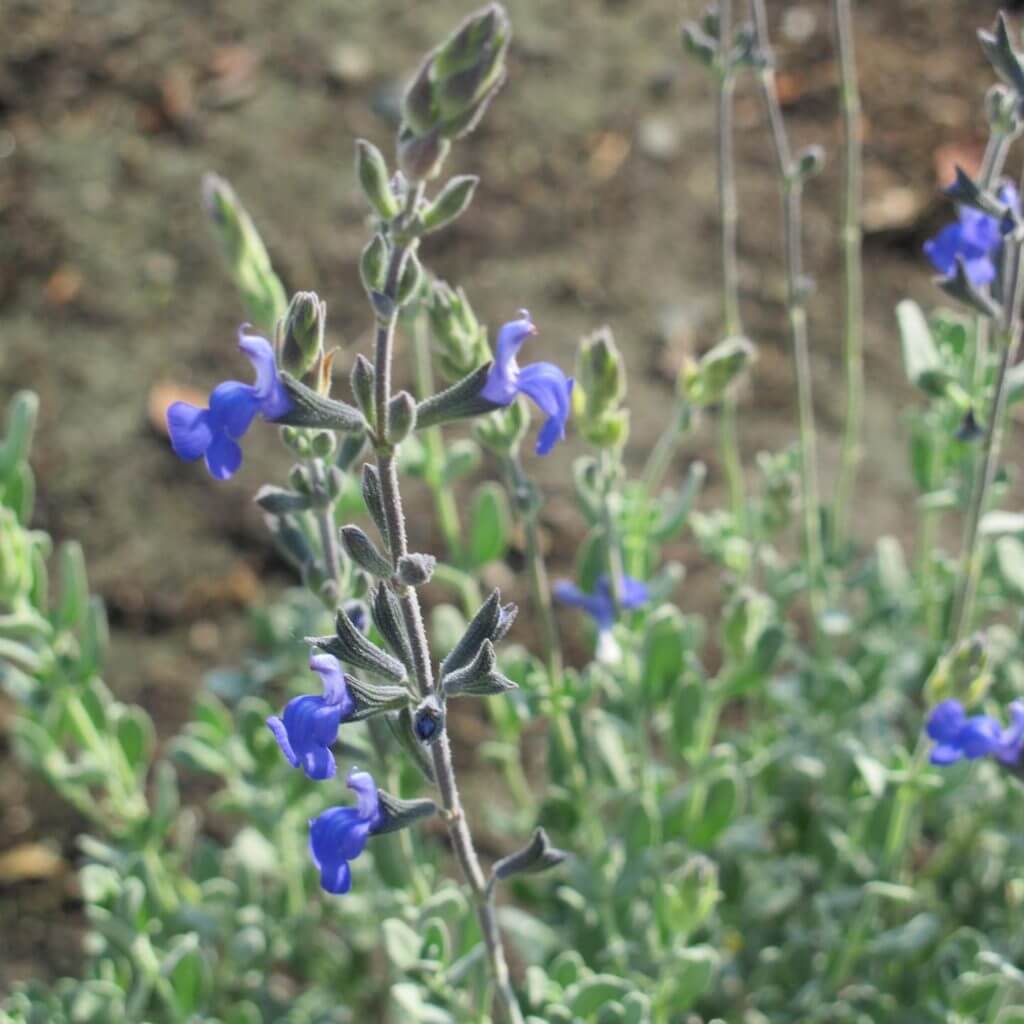 Perennials - Page 6 of 8 - Boething Treeland Farms