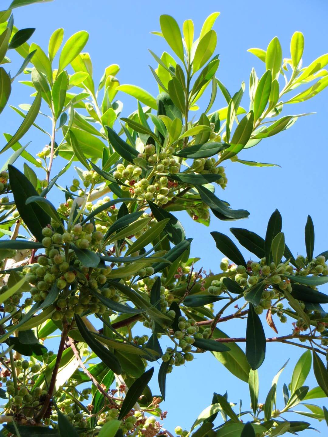 Tristania laurina 'Elegant' (Tristaniopsis) - Boething Treeland Farms