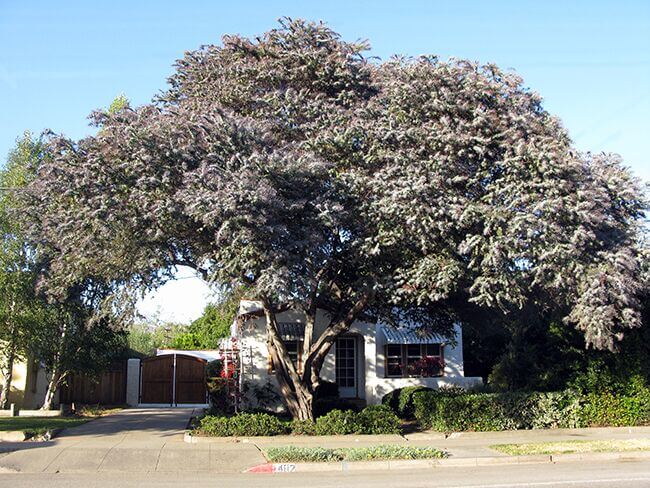Acacia baileyana 'Purpurea' - Boething Treeland Farms
