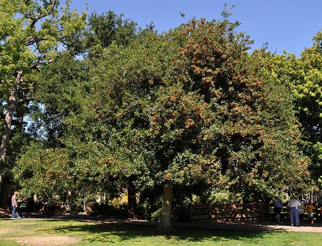 Acer buergerianum - Boething Treeland Farms