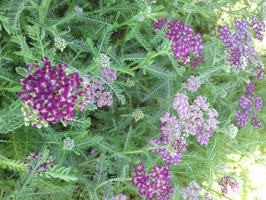 Achillea millefolium 'Pink' - Boething Treeland Farms