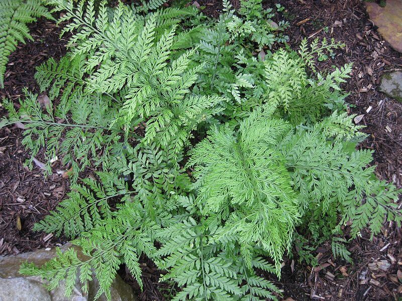 Asplenium bulbiferum - Boething Treeland Farms