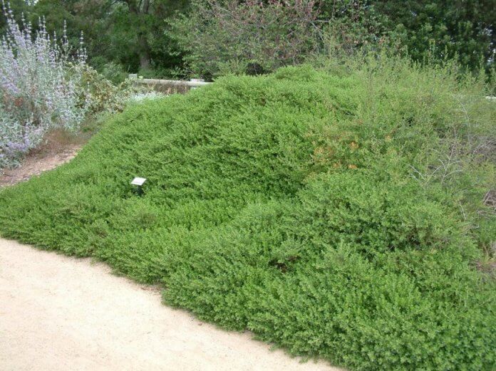 Baccharis pilularis 'Twin Peaks' - Boething Treeland Farms