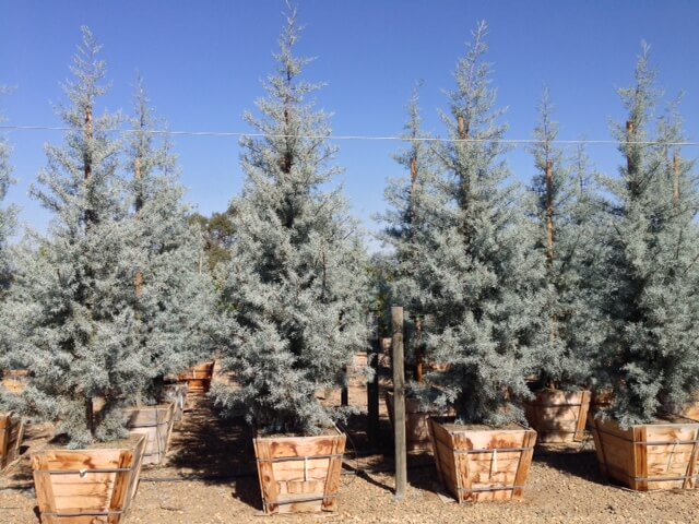 Cupressus glabra (arizonica) 'Blue Ice' - Boething Treeland Farms