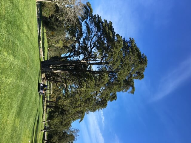 Cupressus macrocarpa - Boething Treeland Farms