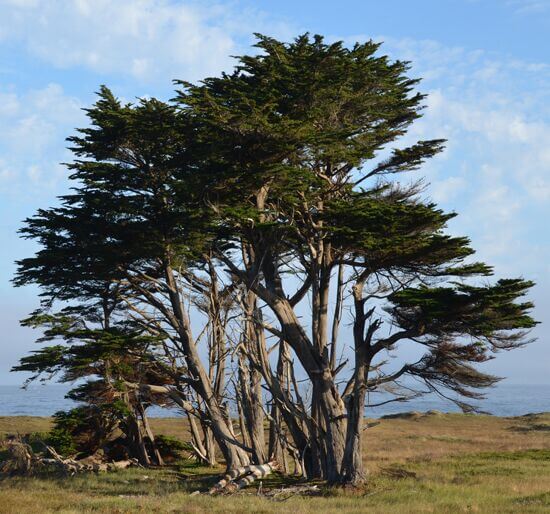 Cupressus macrocarpa - Boething Treeland Farms