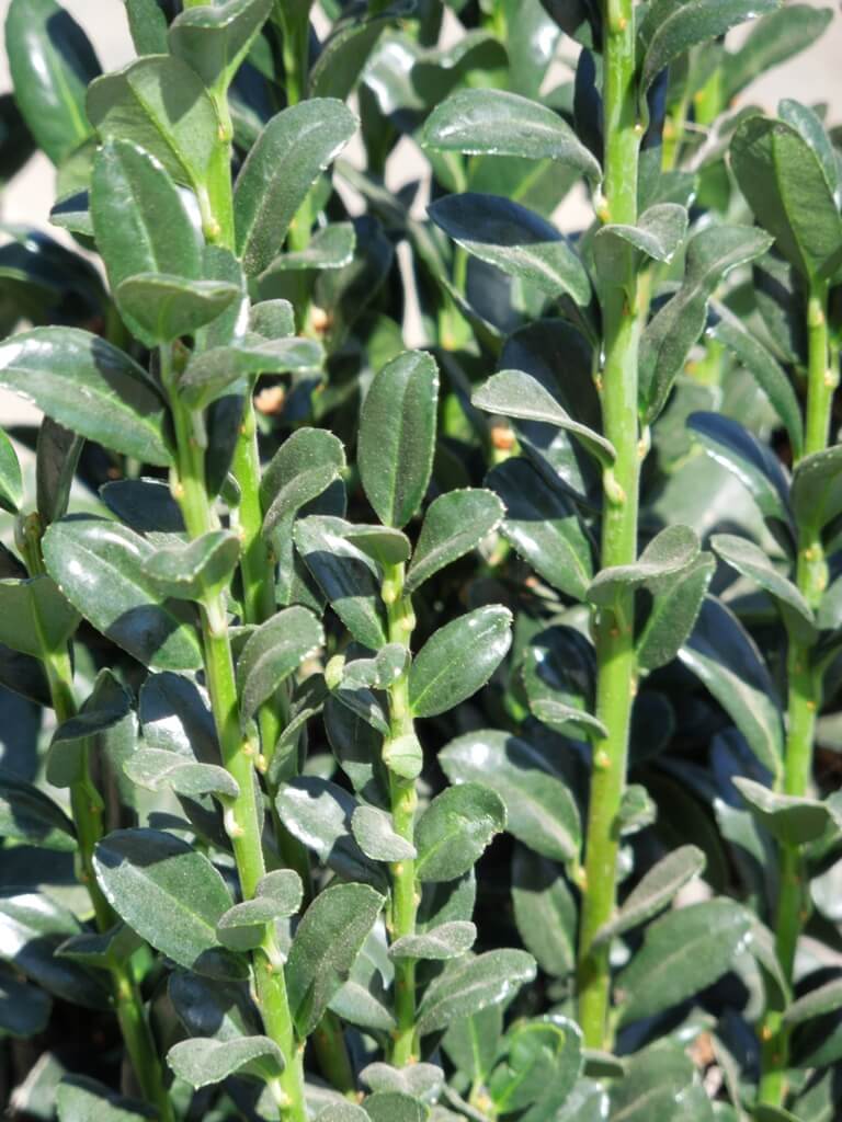 Ilex crenata 'Sky Pencil' - Boething Treeland Farms