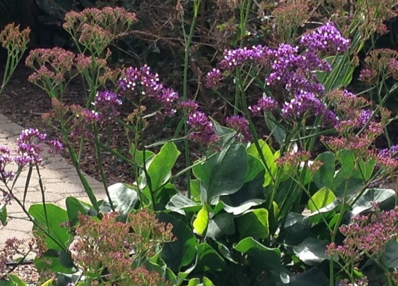 Limonium perezii - Boething Treeland Farms