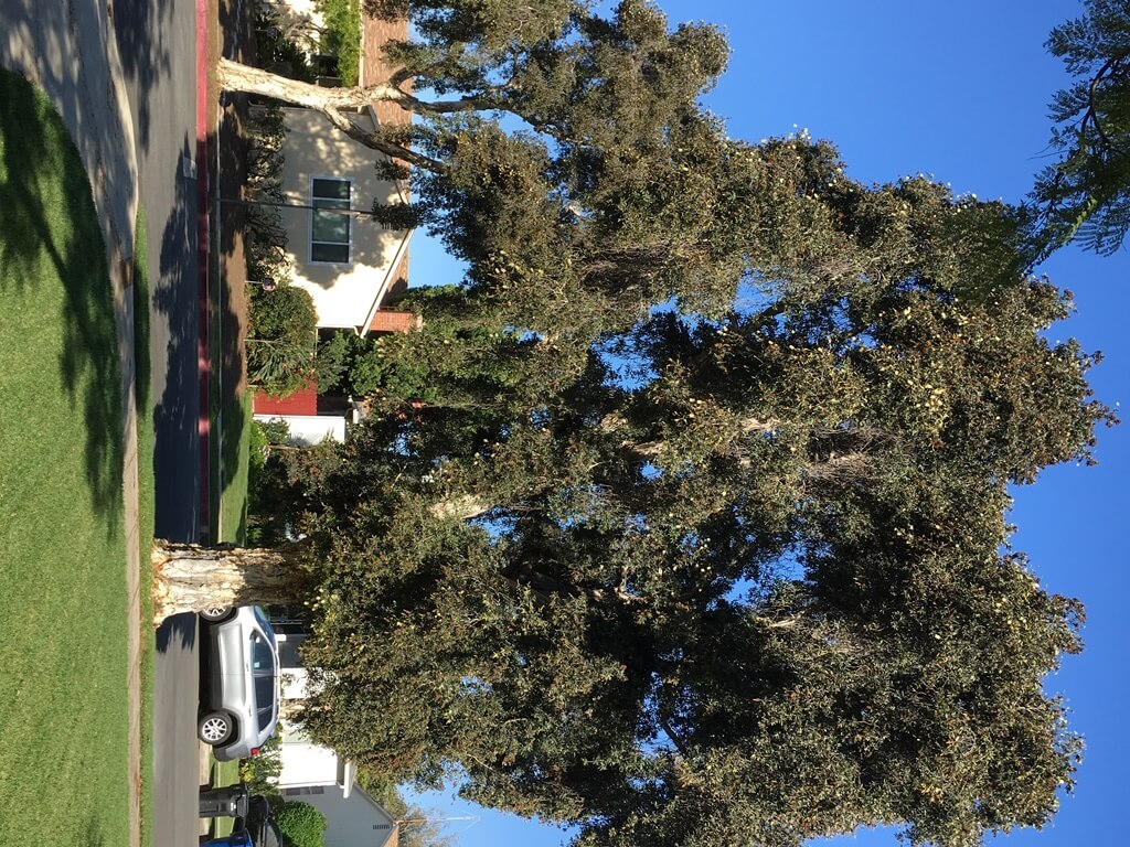Melaleuca quinquenervia (leucadendra) - Boething Treeland Farms