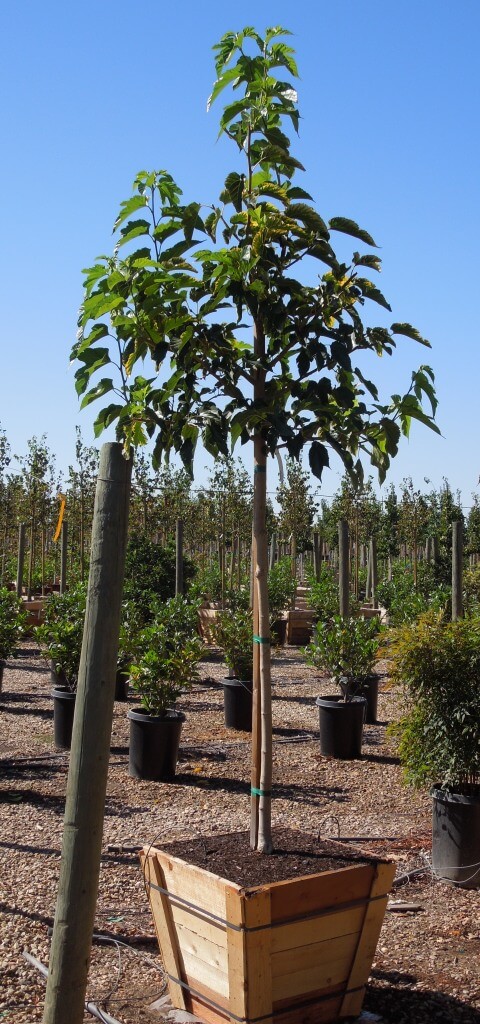 Morus alba 'Fruitless' - Boething Treeland Farms