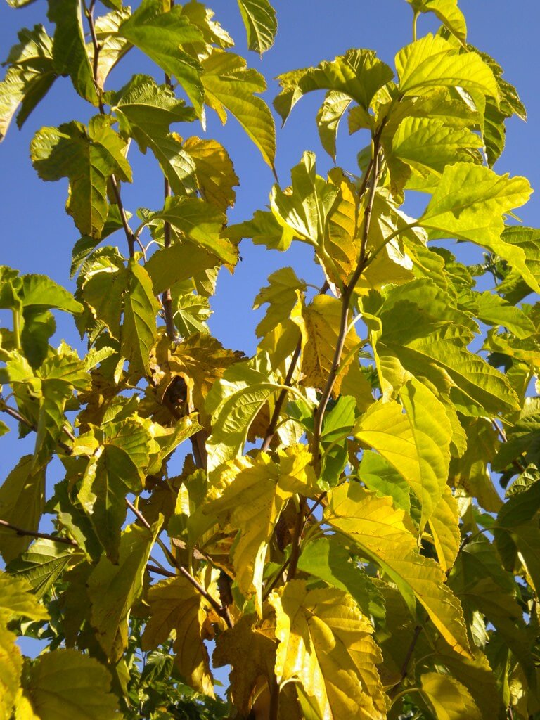 Morus alba 'Fruitless' - Boething Treeland Farms