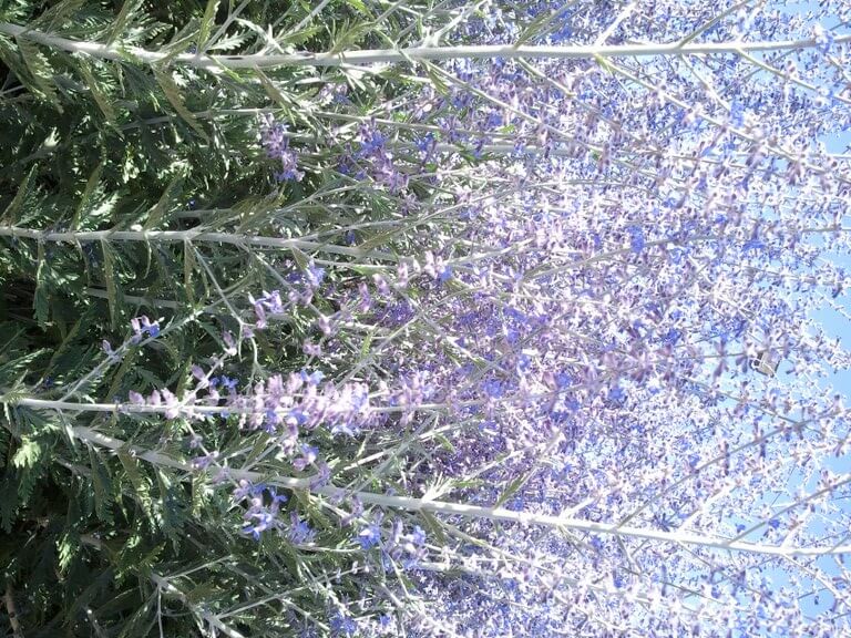 Perovskia atriplicifolia 'Blue Spires' - Boething Treeland Farms