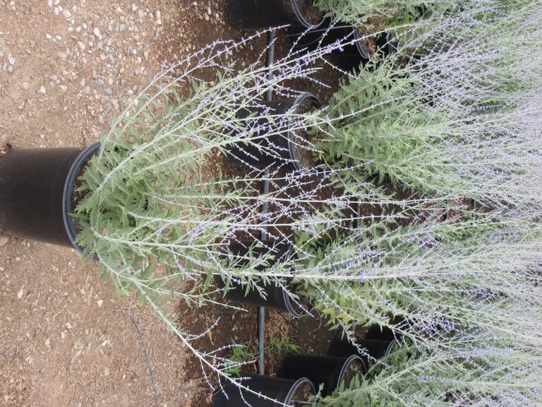 Perovskia atriplicifolia 'Blue Spires' - Boething Treeland Farms