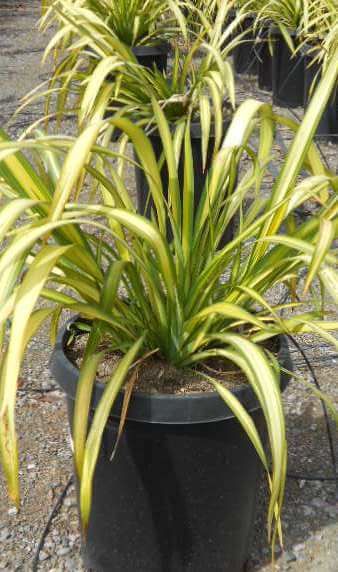 Phormium 'Yellow Wave' - Boething Treeland Farms