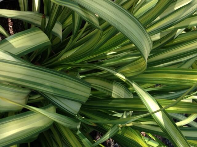 Phormium 'Yellow Wave' - Boething Treeland Farms