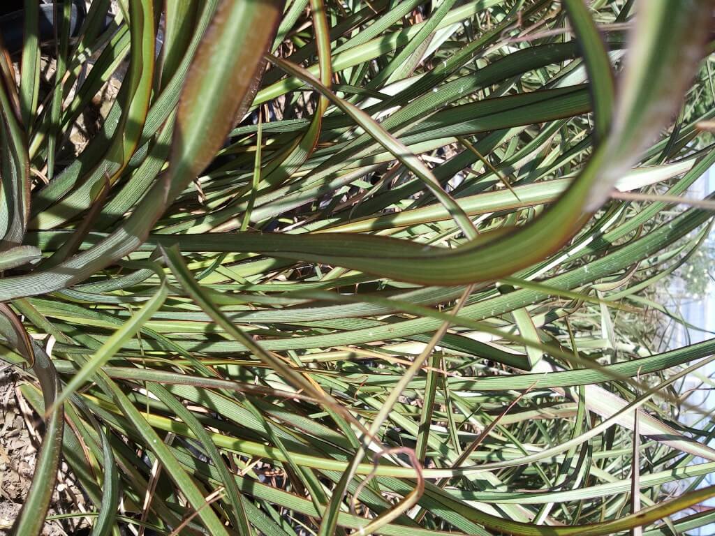 Phormium tenax 'Tom Thumb' - Boething Treeland Farms