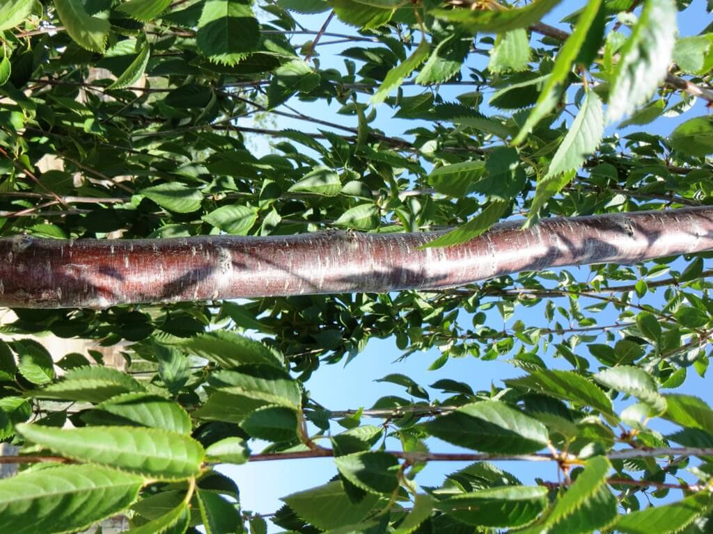 Prunus serrulata 'Snow Fountains' - Boething Treeland Farms
