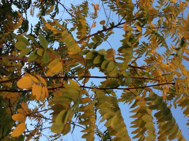 Robinia x ambigua 'Purple Robe' - Boething Treeland Farms