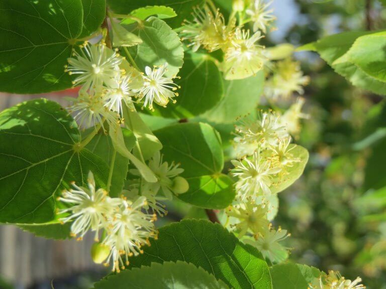 Tilia cordata 'Greenspire' ® - Boething Treeland Farms