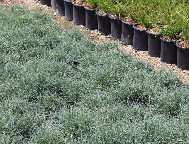 Carex glauca 'Blue Zinger' (C. flacca Blue Zinger) - Boething Treeland ...