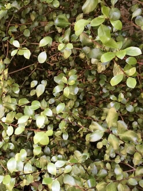 Pittosporum tenuifolium 'Silver Sheen' - Boething Treeland Farms