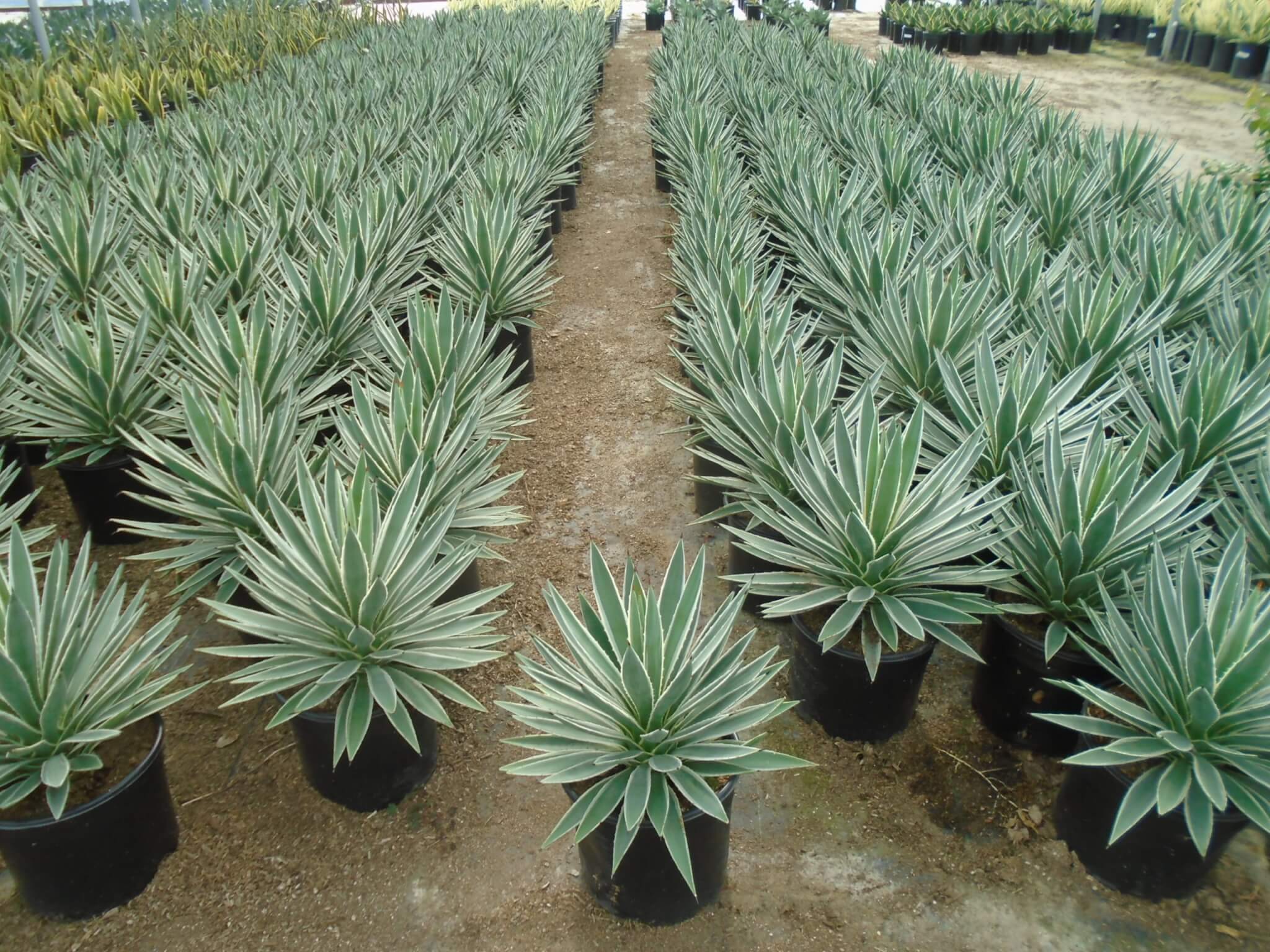 Agave angustifolia 'Marginata' - Boething Treeland Farms
