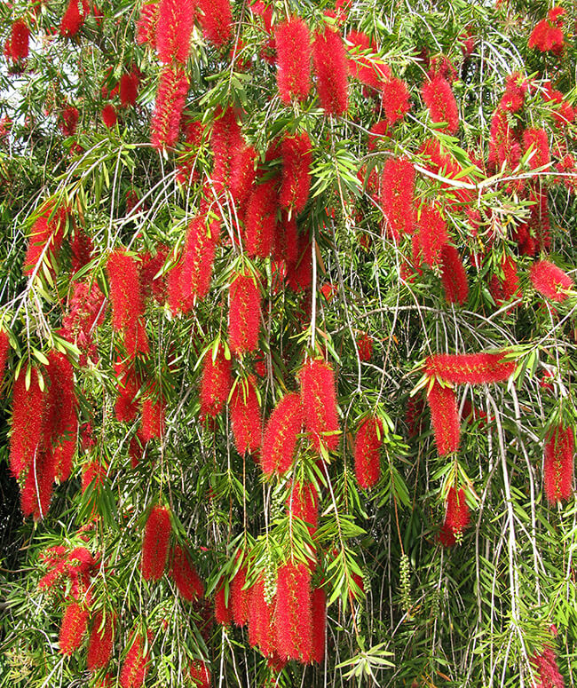 Callistemon viminalis - Boething Treeland Farms