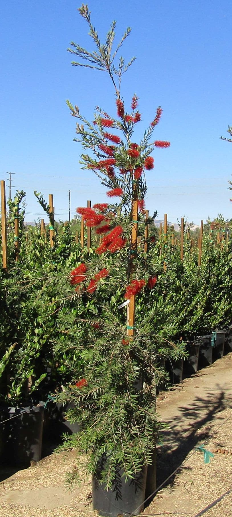 Callistemon viminalis 'Slim'® PP 24444 - Boething Treeland Farms