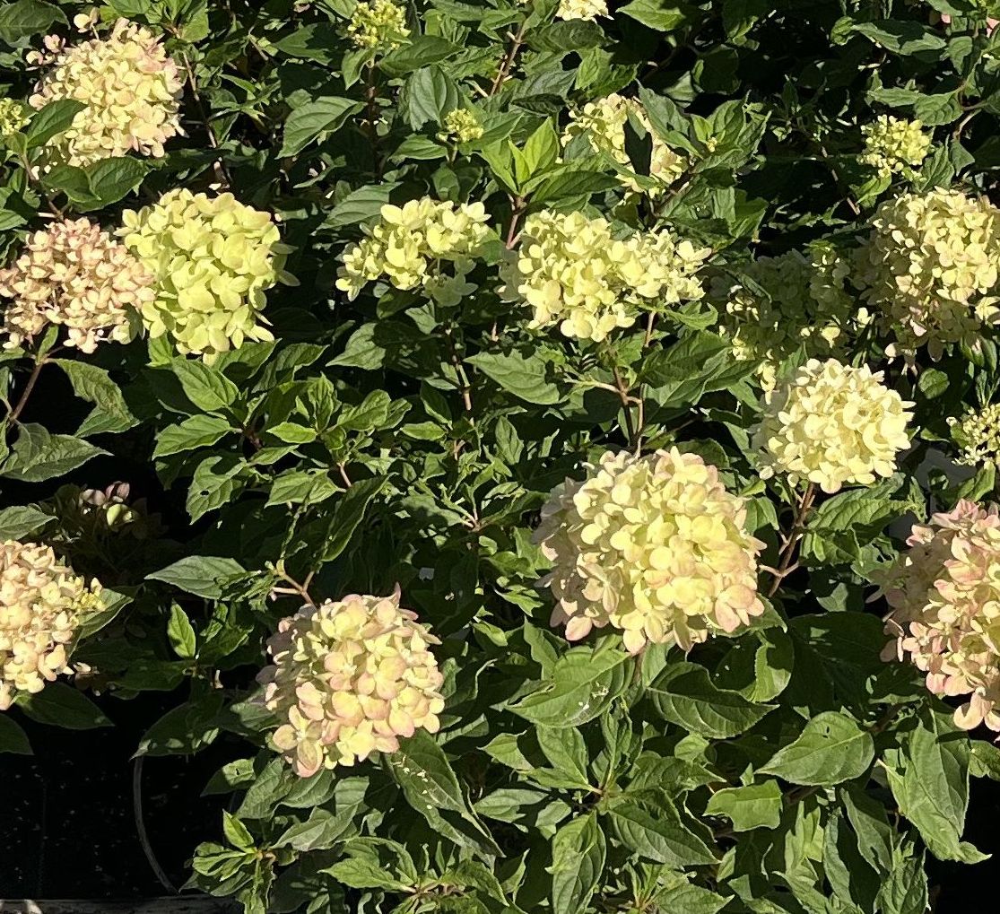 Hydrangea paniculata 'Little Lime'® PP 22330 (PW) - Boething Treeland Farms