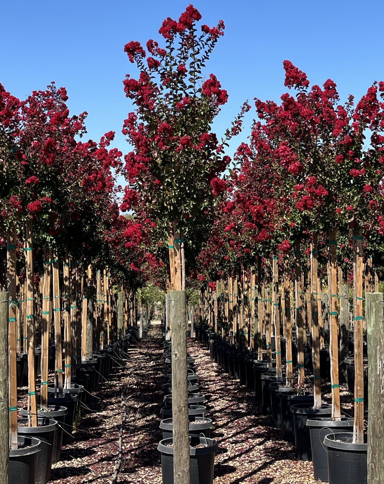 Lagerstroemia indica 'Whit II' Dynamite'® PP 10296 - Boething Treeland ...