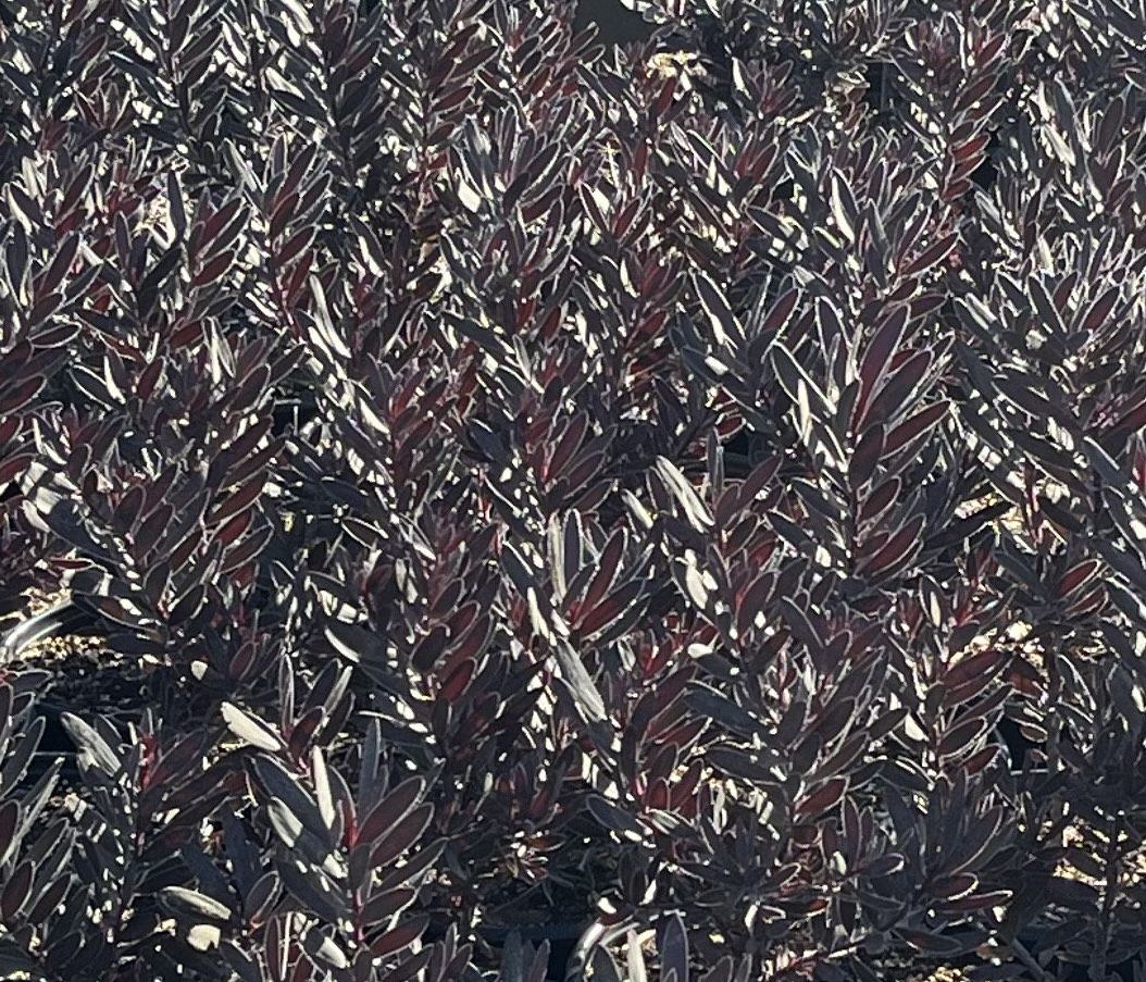 Leucadendron 'Ebony' PP 23258 - Boething Treeland Farms